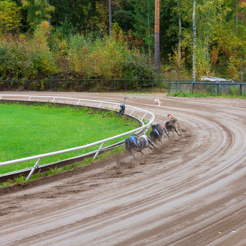 Greyhound dogs racing stock image. Image of racing, athletic - 60340107