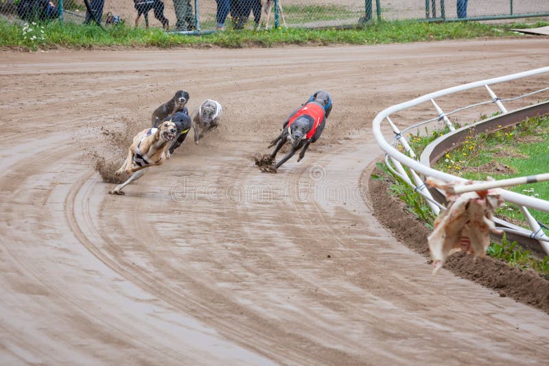 Greyhound dogs racing stock image. Image of motivated - 62060415