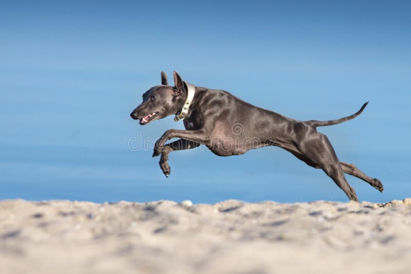 Greyhound fast run stock photo. Image of happy, river - 152124598