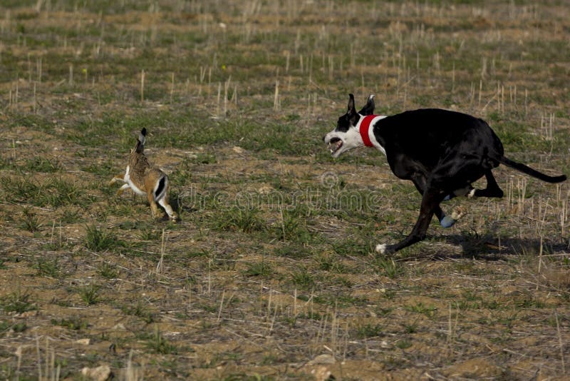 Greyhound after the hare stock image. Image of muscular - 183163459