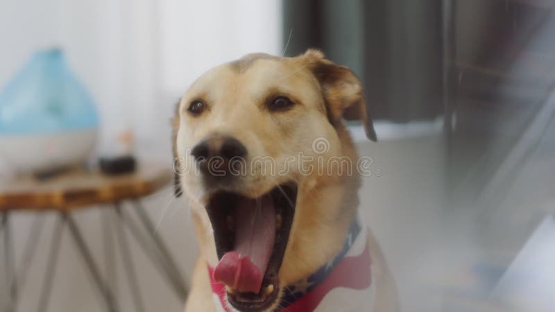Greyhound Dog Face Sniffing Looks into Camera Portrait Stock Footage ...