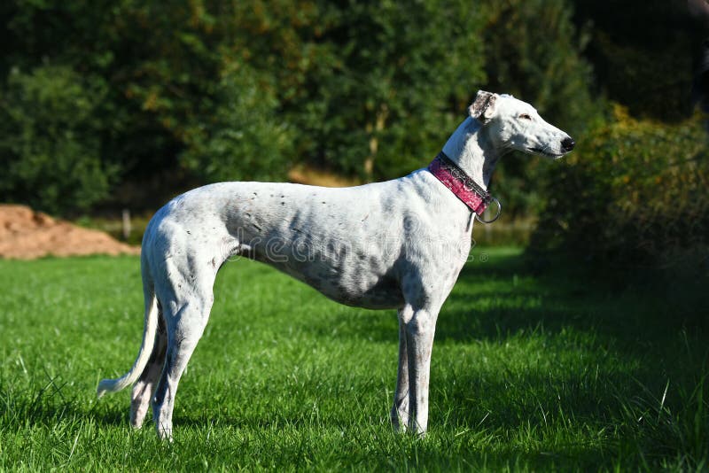Greyhound pup stock image. Image of english, greyhound - 52589113