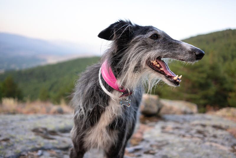Greyhound portrait stock photo. Image of beautiful, greyhound - 4236472
