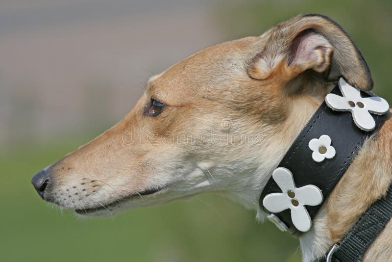 Greyhound dog stock photo. Image of racing, grass, animal - 26392056