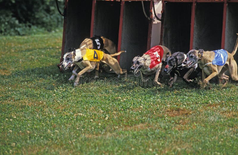 Greyhound Race, Adults Racing at Track Stock Image - Image of group ...