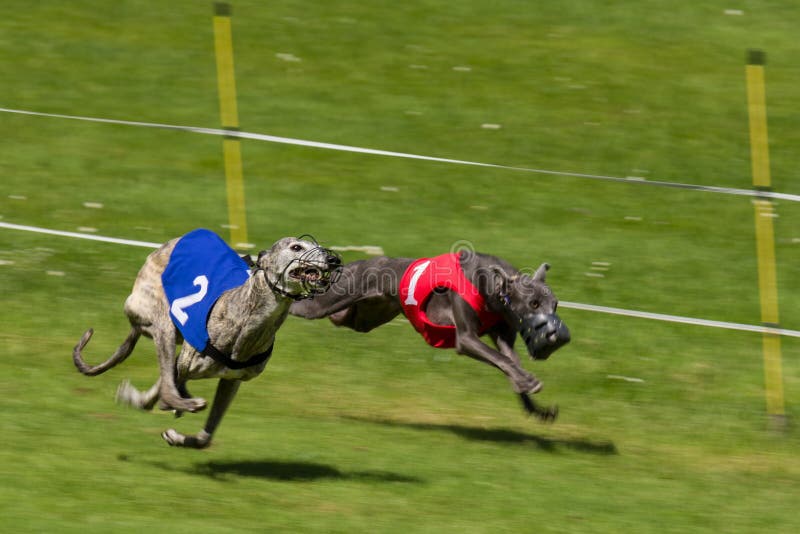 Greyhound race stock photo. Image of traps, track, fast - 23638286