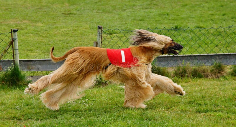 Greyhound racing stock image. Image of greyhound, hare - 44886577