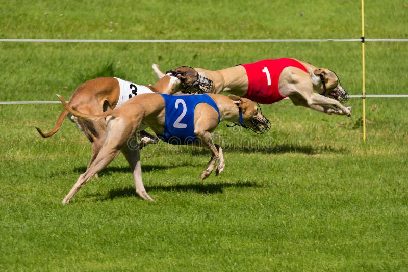 Greyhound racing editorial stock photo. Image of grey - 76836518