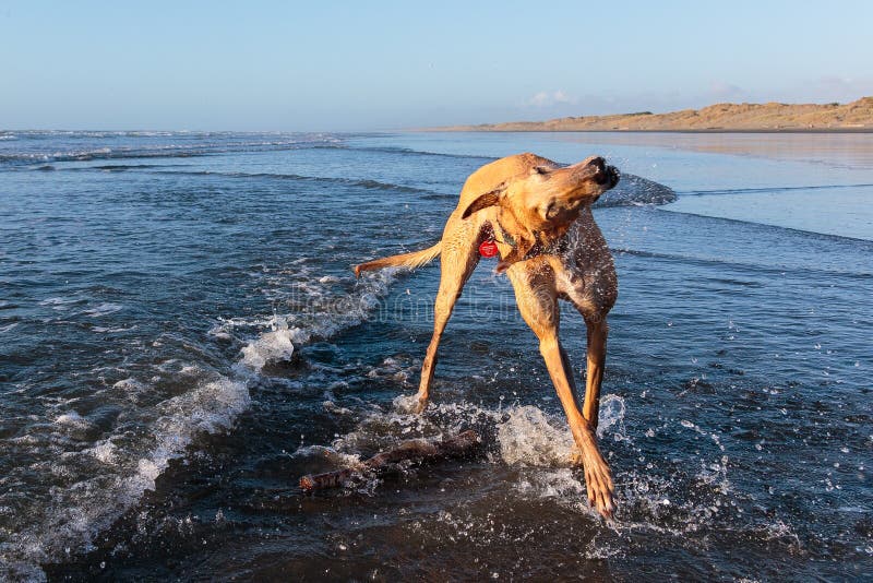 Greyhound running in surf stock photo. Image of beach - 156898090