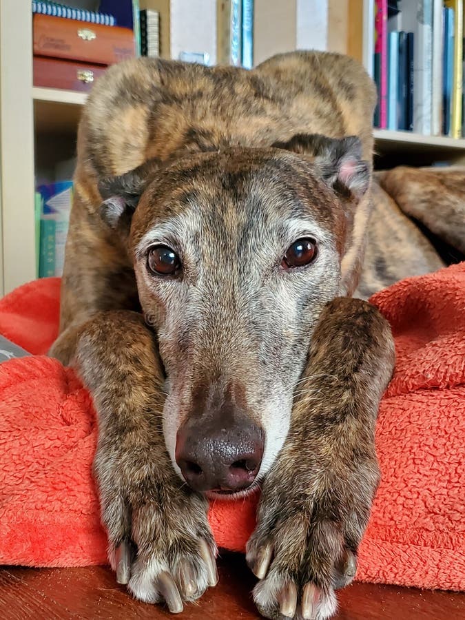 Greyhound Dog Laying Down Lokking Up Stock Photo - Image of racing ...