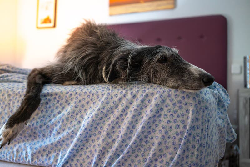 Greyhound Resting Lying in Bed Stock Photo - Image of house, canine ...
