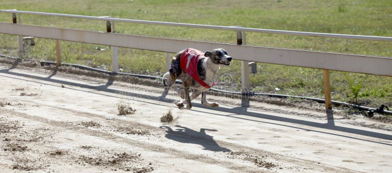 Greyhound stock photo. Image of running, speed, borzoi - 81135316