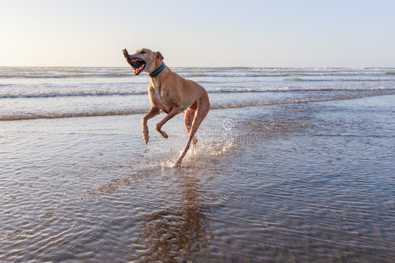 Greyhound running in surf stock photo. Image of funny - 156898062