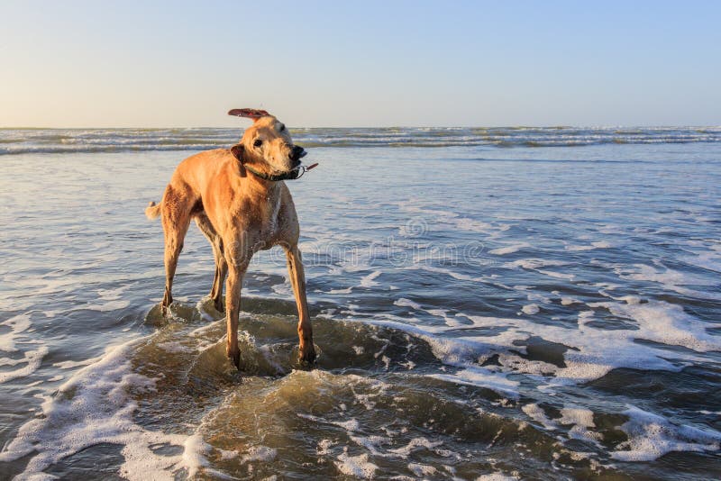 Greyhound running in surf stock image. Image of domestic - 156898037