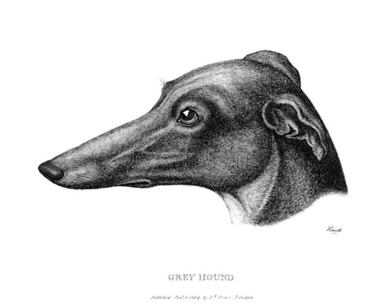 Greyhoundâ€™s Profile Picture. Image: 92145629