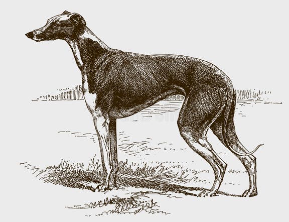 Greyhound in side view stock vector. Illustration of antique - 234720148