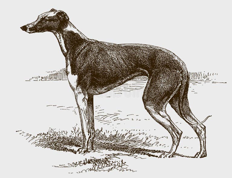 Greyhound in side view stock vector. Illustration of antique - 234720148