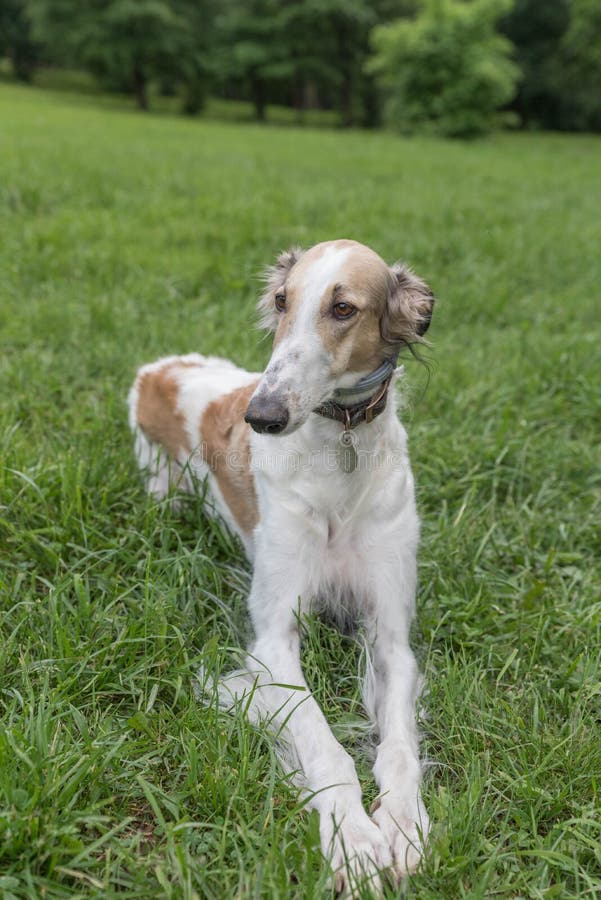 Greyhound Stock Photos - Download 6,532 Royalty Free Photos