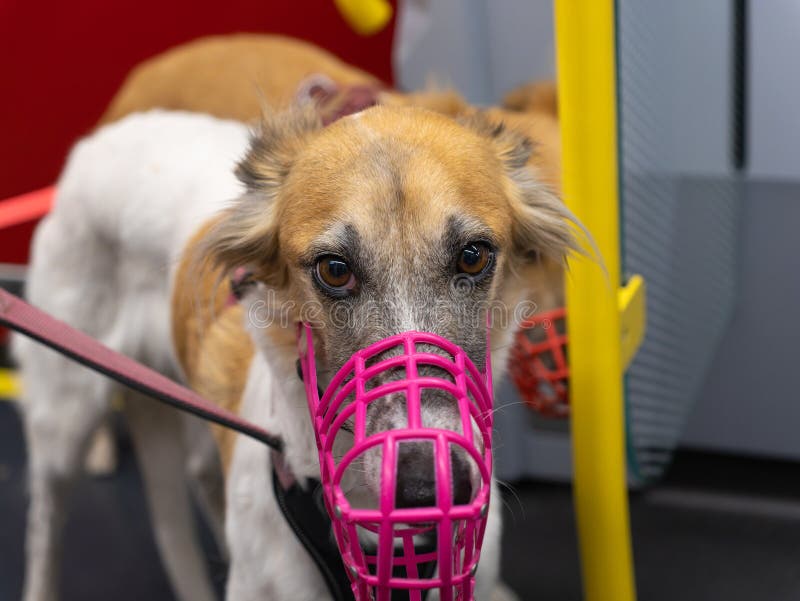 Greyhound Wearing Pink Muzzle Bus Stock Photos - Free & Royalty-Free ...