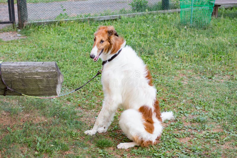 Greyhound White-red Dog on the Grass in the Yard Stock Image - Image of ...