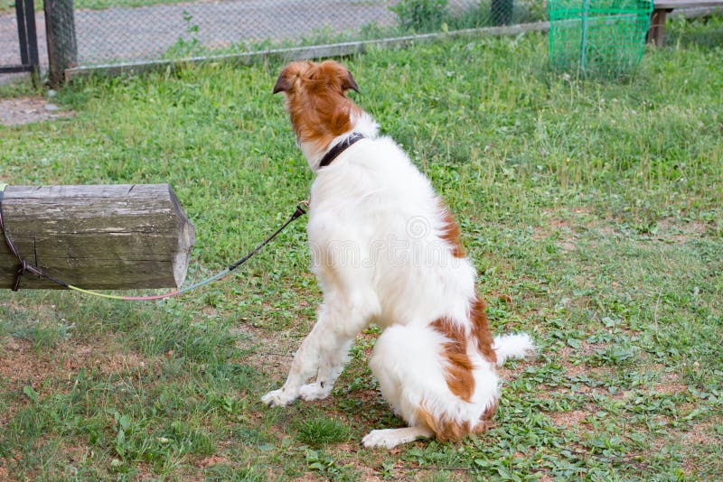 Greyhound White-red Dog on the Grass in the Yard Stock Image - Image of ...