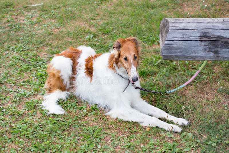 Greyhound White-red Dog on the Grass in the Yard Stock Photo - Image of ...