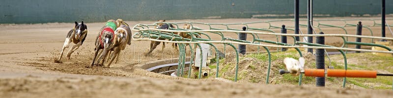 Sprinting greyhounds stock image. Image of champion, greyhounds - 552207