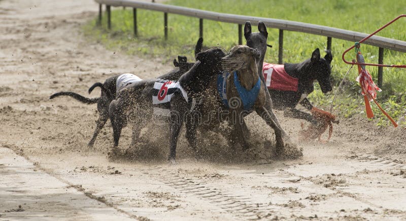 Collision between Racing Greyhounds Editorial Stock Image - Image of ...