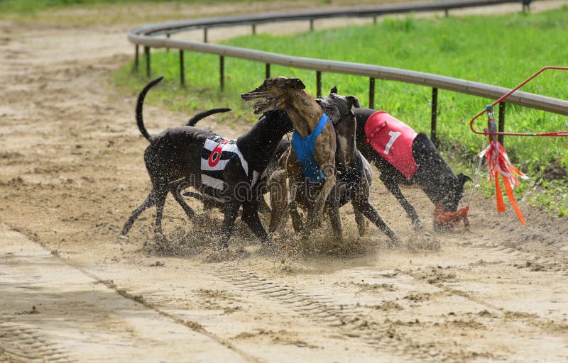 Greyhounds Sprint Down the Race Course in a Very Close Dog Race Stock ...