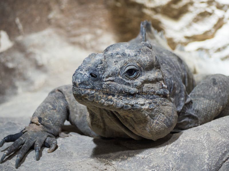 Grey Iguana Stock Photos - Download 709 Royalty Free Photos