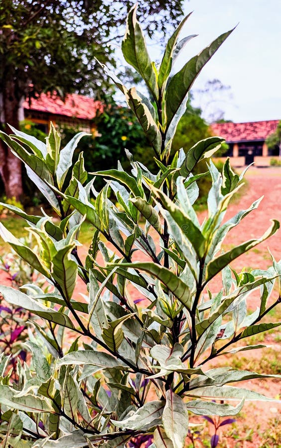 Greyish Green Leaves in the Garden Plant Stock Image - Image of green ...