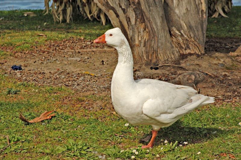 Greylag gander stock image. Image of bird, wildlife, grass - 10870253