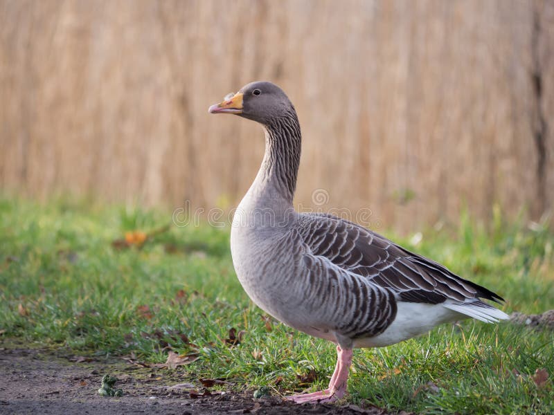 Reuze Gans stock afbeelding. Image of gans, groen, vogel - 1374147