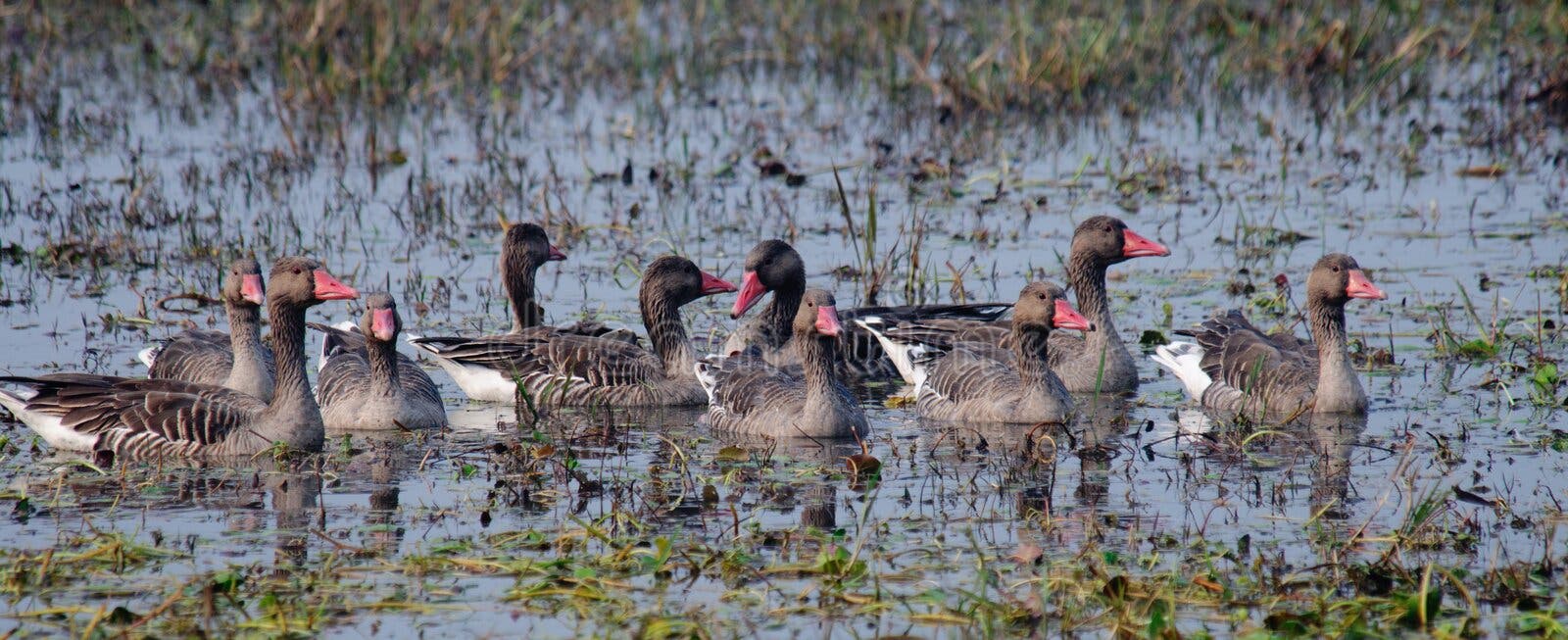 Cupped Drake Mallard stock photo. Image of mallards, mallard - 24736728