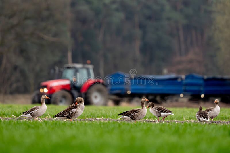 Greylag Geese in Field stock image. Image of peaceful - 372373241