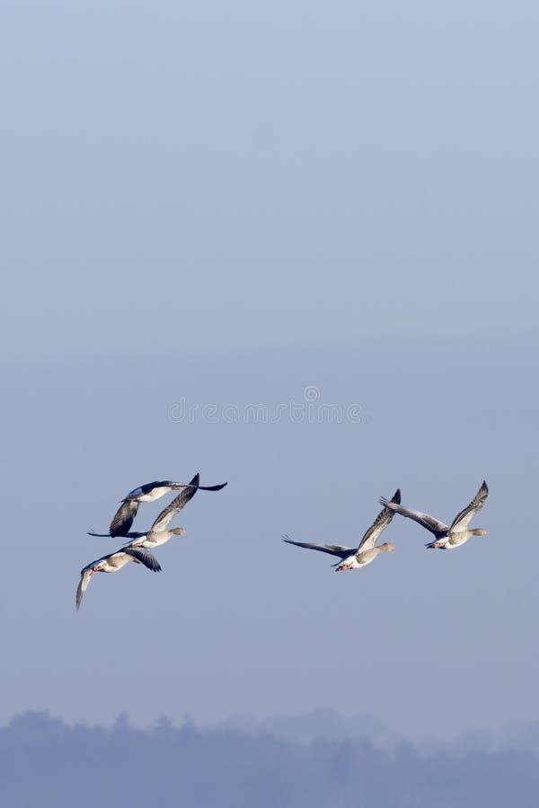 Greylag geese in flight stock image. Image of ecology - 26692977