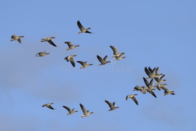 Greylag Geese in flight stock photo. Image of nature - 37423076