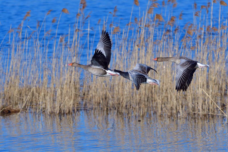 Greylag Goose in Flight in Spring Stock Photo - Image of grey, color ...
