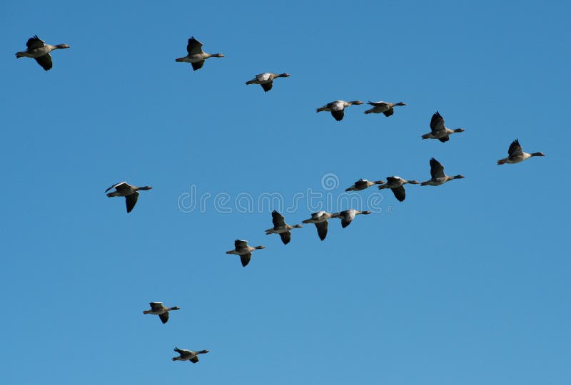 Greylag Geese Flying in a Classic V Formation Stock Image - Image of ...