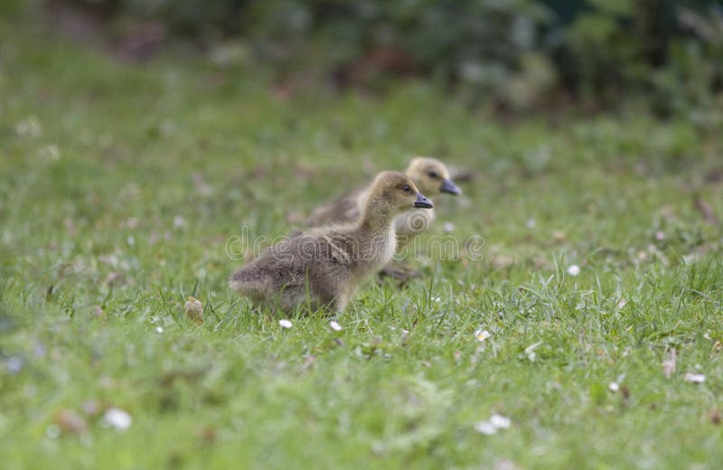 Greylag geese goslings stock image. Image of young, cute - 14356631