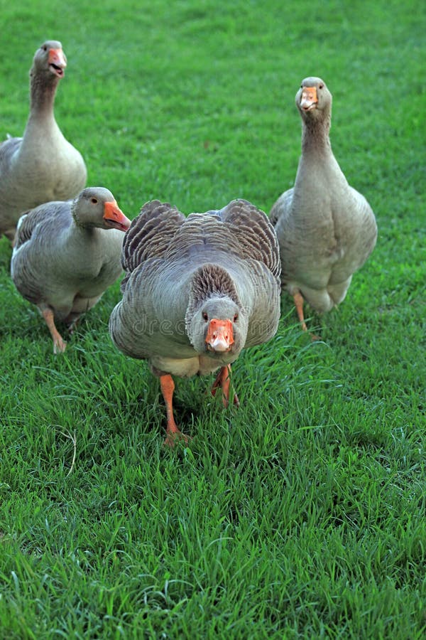 194 Goose Attack Photos - Free & Royalty-Free Stock Photos from Dreamstime