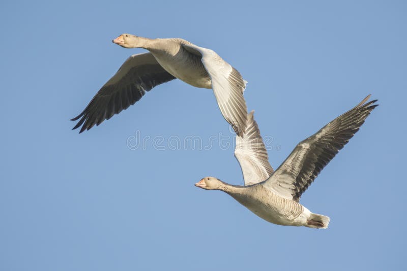 Greylag geese migrating stock image. Image of fowl, animal - 67015419