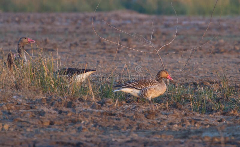 Greylag geese in morning stock image. Image of morning - 185509529
