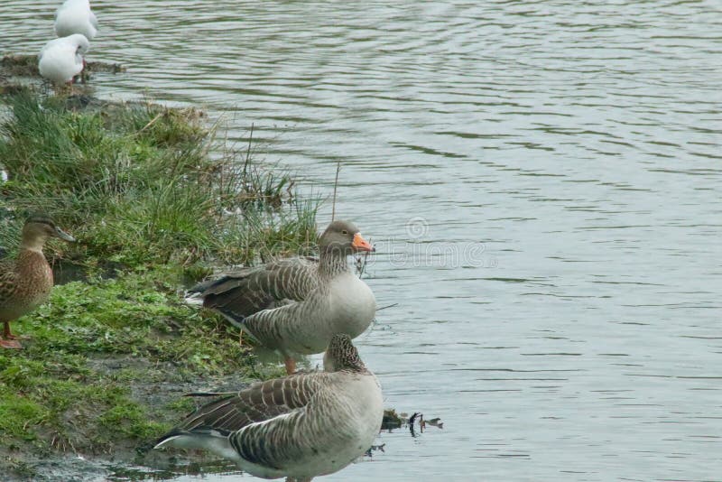Greylag Geese Sitting by a Lake Stock Photo - Image of sitting ...