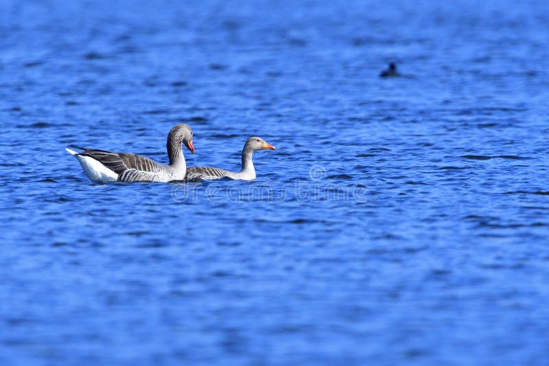 Greylag Geese in Spring in Saxon Stock Image - Image of pair, lusatia ...