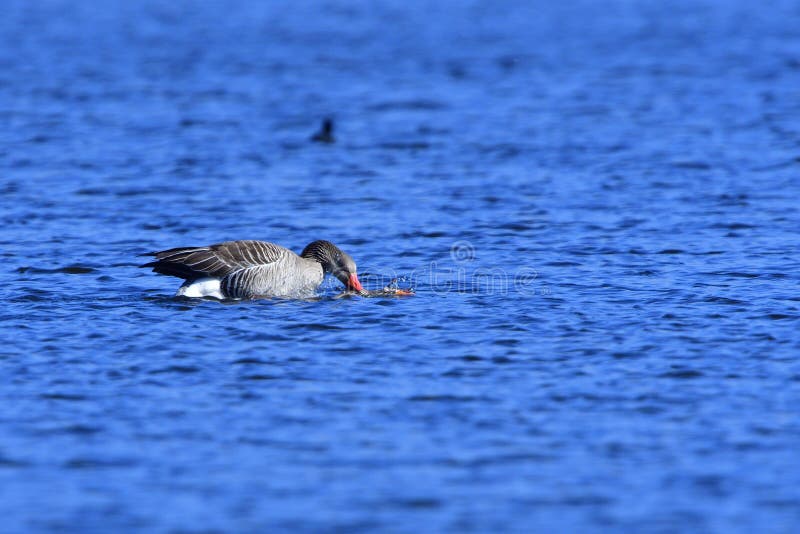 Greylag Geese in Spring in Saxon Stock Image - Image of europe, spring ...