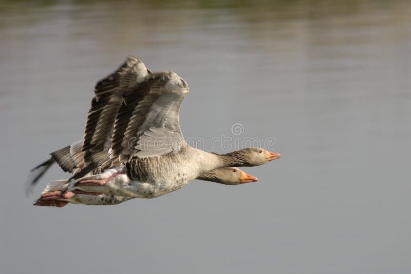Greylag Goose Anser Anser Walking on Green Grass Stock Photo - Image of ...
