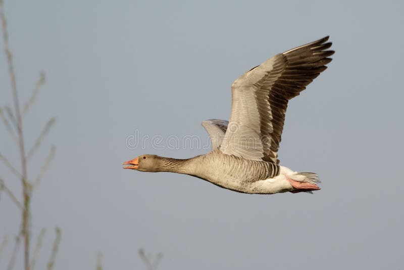 Greylag goose stock image. Image of wildlife, flying - 20231973