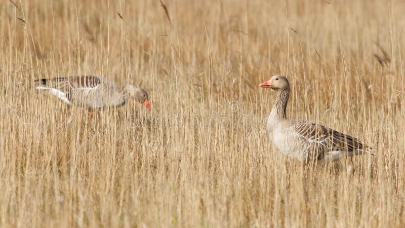 A greylag goose stock image. Image of black, gander, farming - 25093835