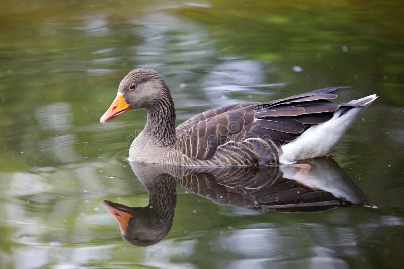 Greylag Goose stock photo. Image of animal, goose, bolam - 28248526